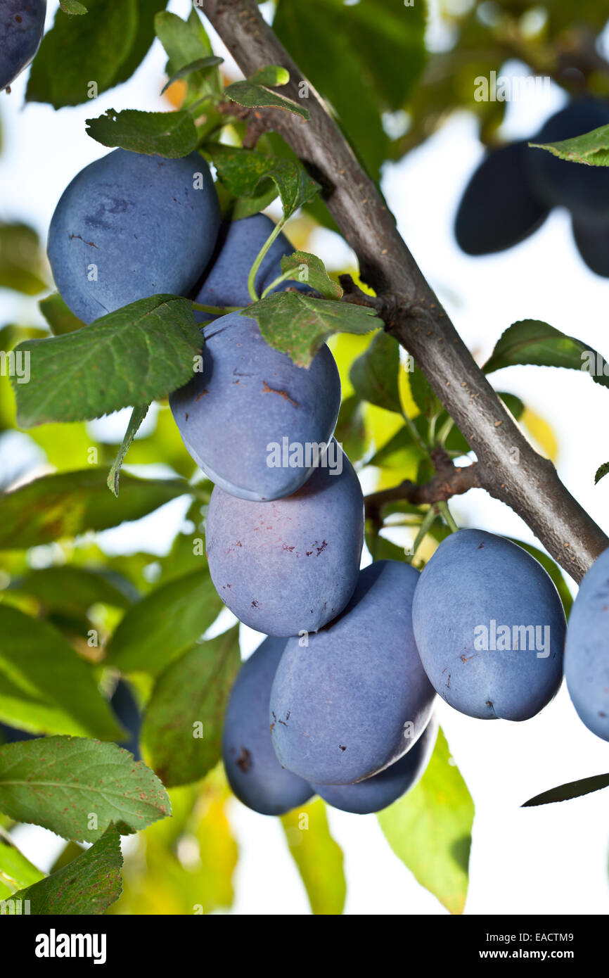 Plums on the tree in the garden. Fruit background Stock Photo - Alamy