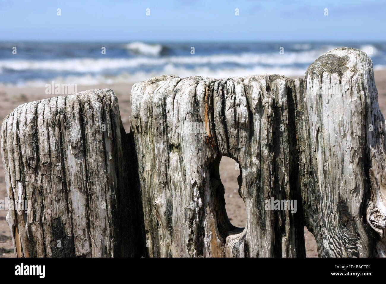 Rotten wooden piles on the seashore Stock Photo - Alamy