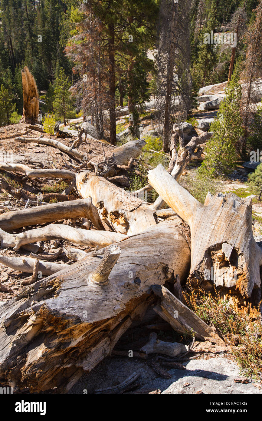 A dead tree in Sequoia National Park, California, USA Stock Photo - Alamy