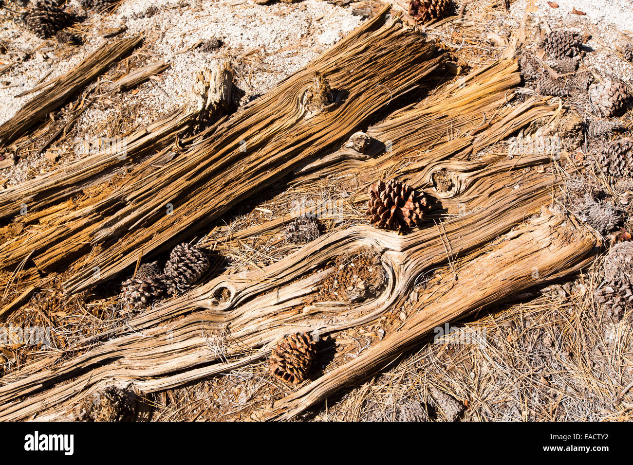 A dead tree in Sequoia National Park, California, USA Stock Photo - Alamy