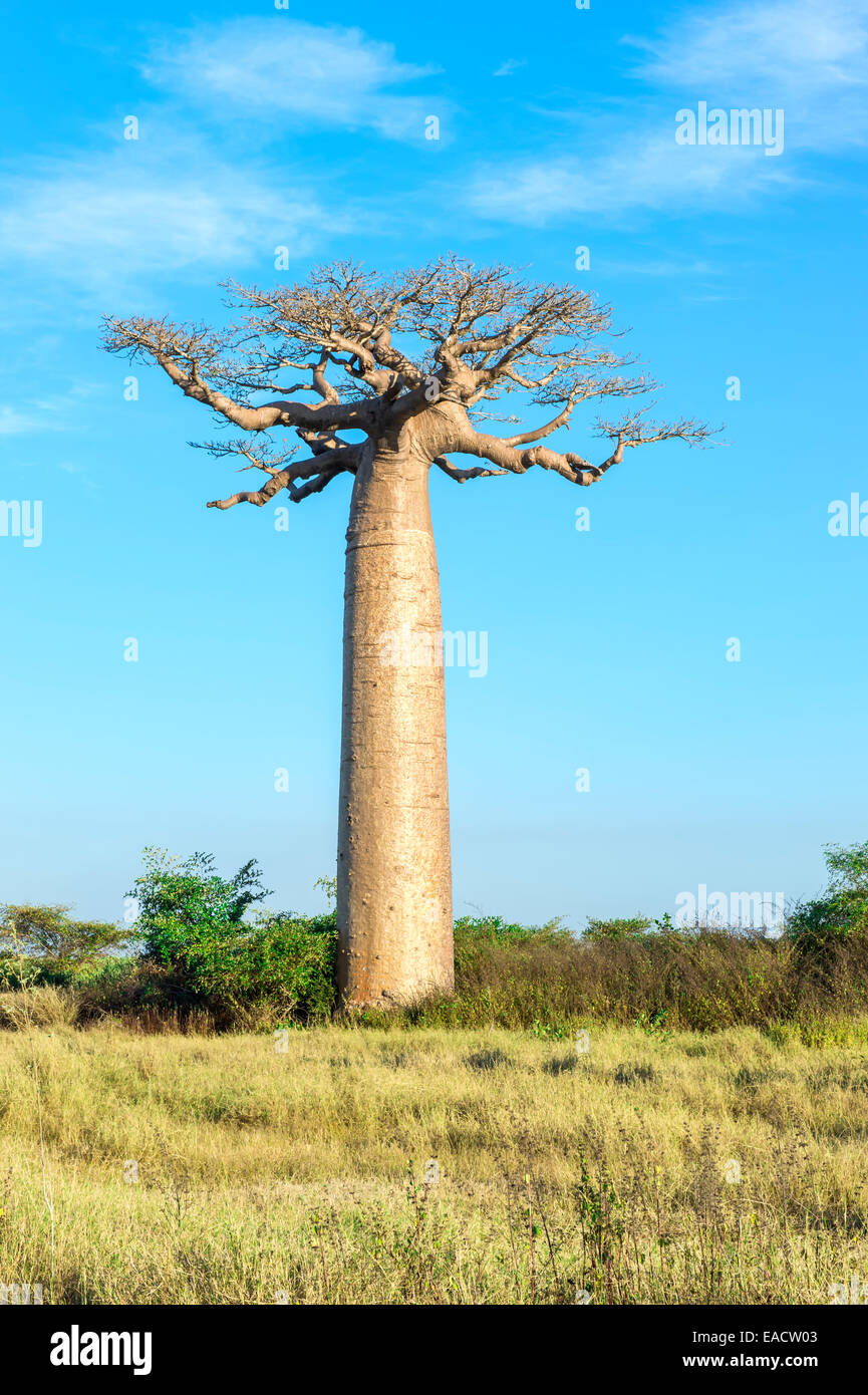 Malagasy baobab tree hi-res stock photography and images - Alamy