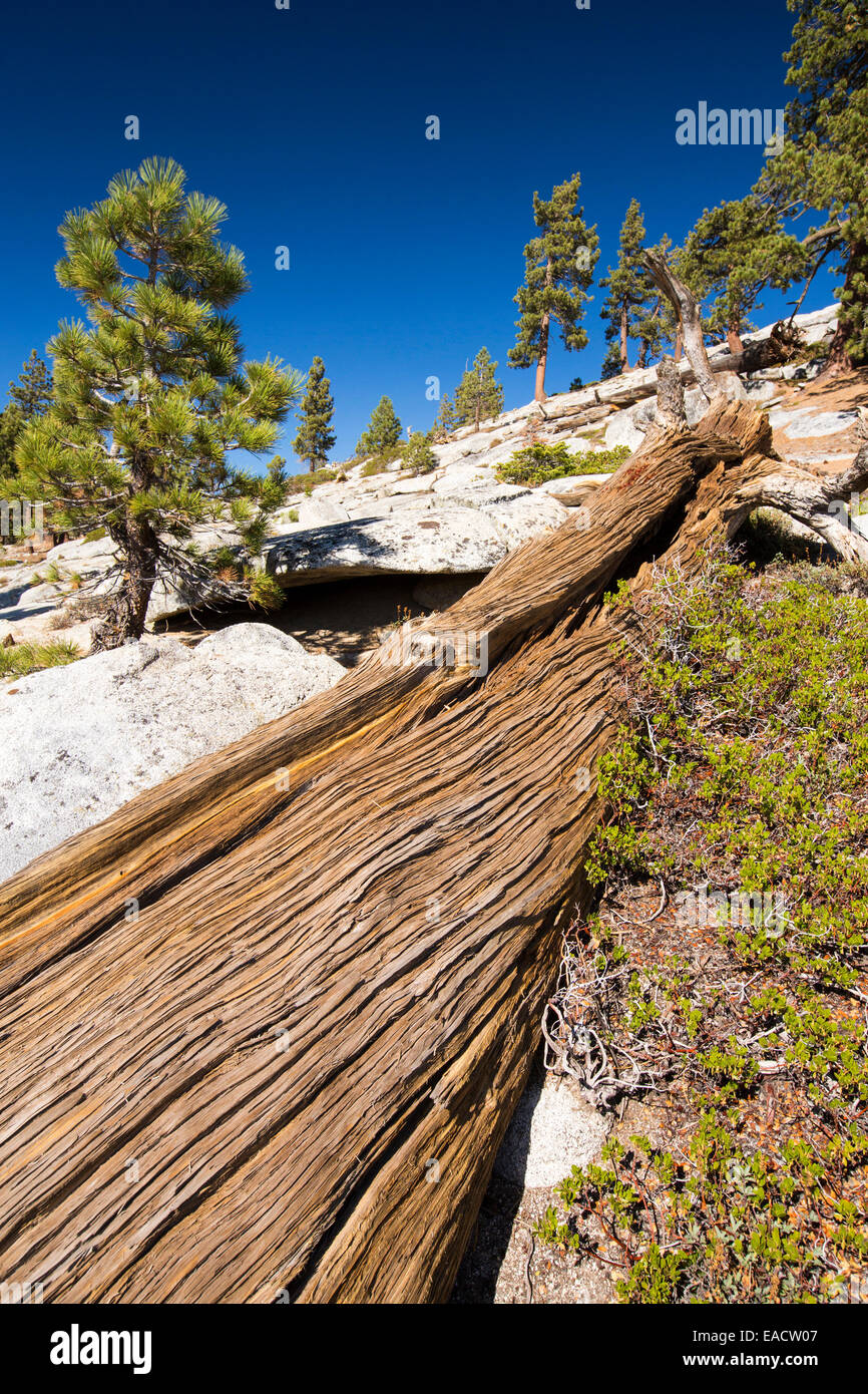 Dead giant sequoia tree in hi-res stock photography and images - Alamy
