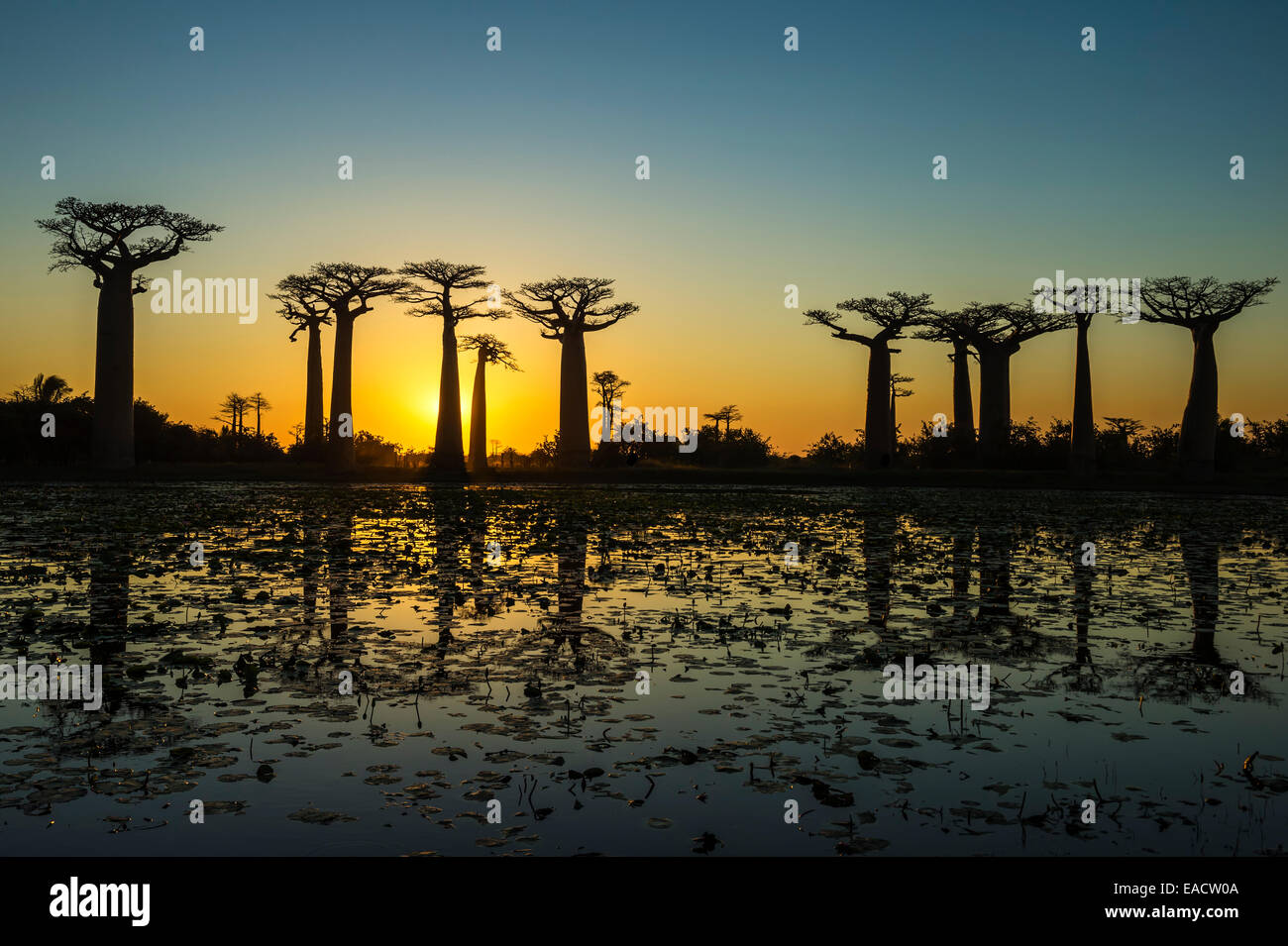 Madagascar baobab trees in hi-res stock photography and images - Alamy