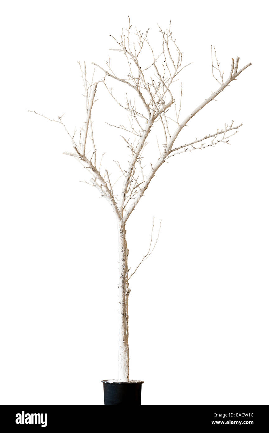 Dry Tree Painted with Paint Isolated on White Background. Closeup Stock ...
