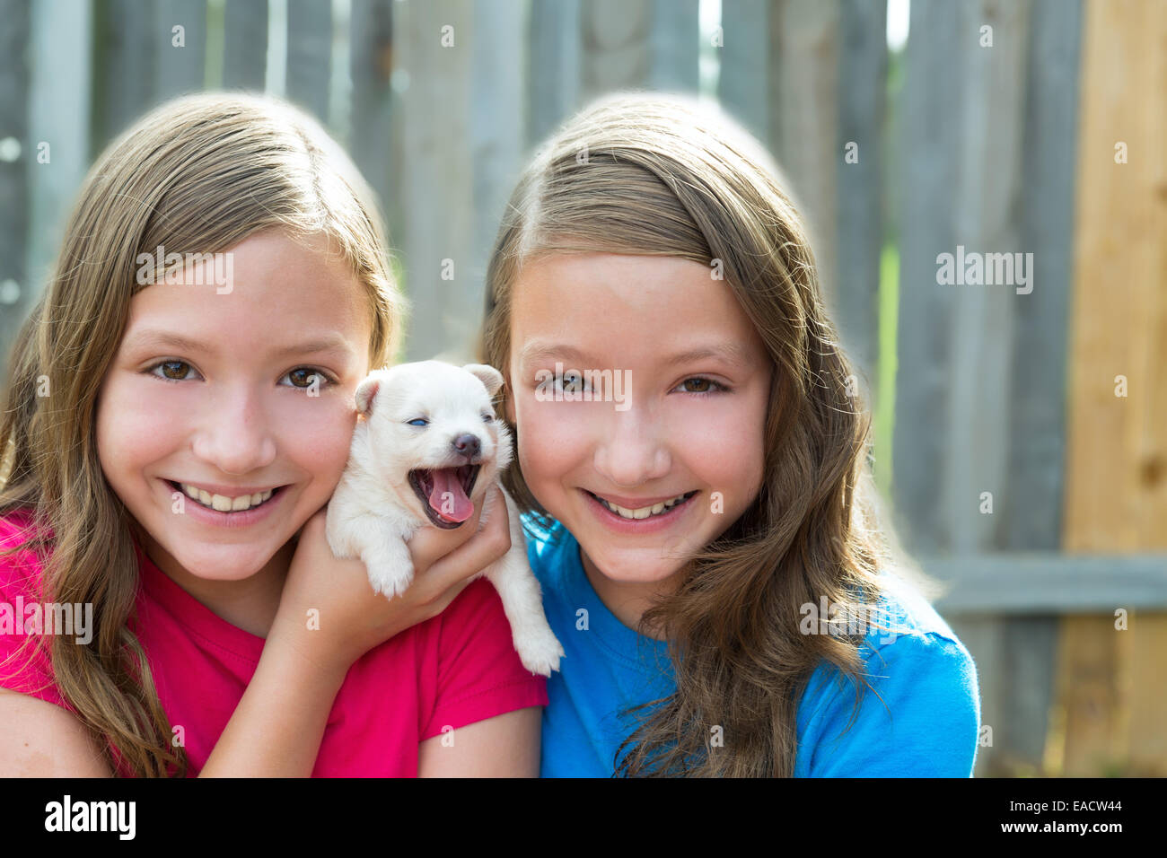 Twin sisters and puppy pet dog chihuahua playing together with doggy ...
