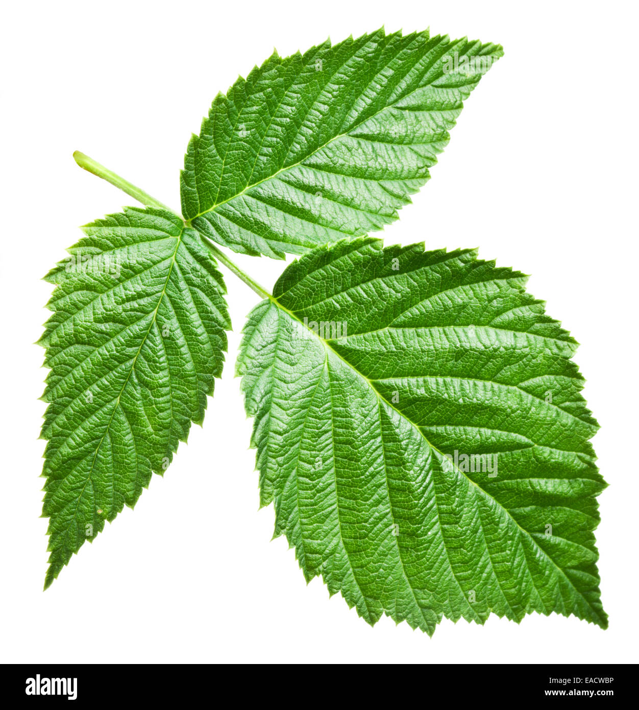 Raspberry leaves hi-res stock photography and images - Alamy