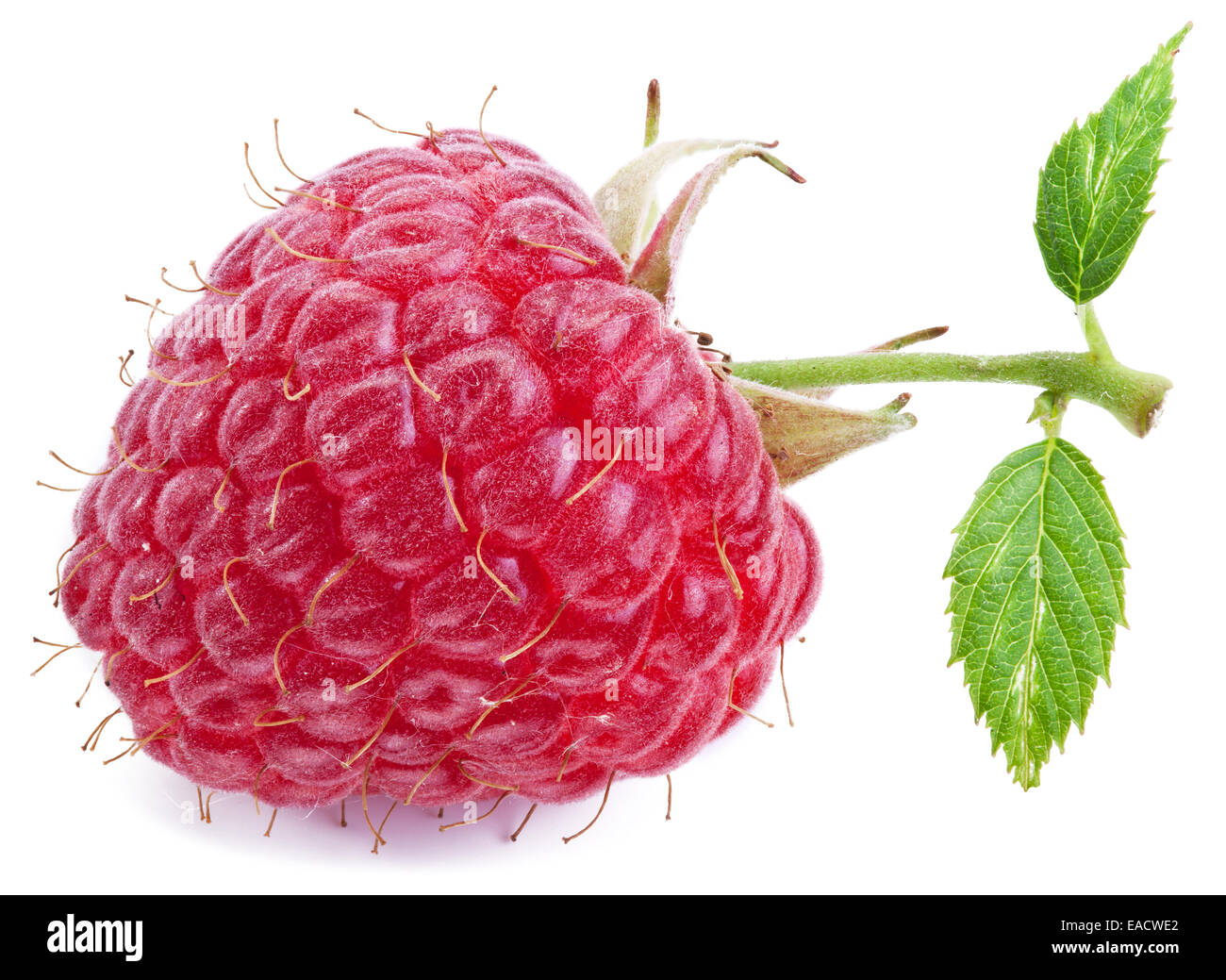 One rich raspberry fruit isolated on a white background Stock Photo - Alamy
