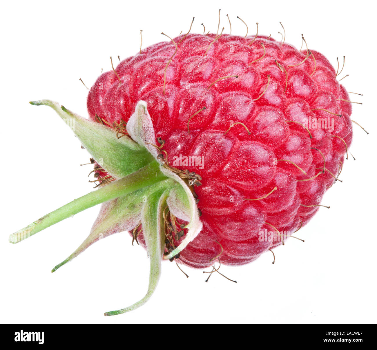 One rich raspberry fruit isolated on a white background Stock Photo - Alamy