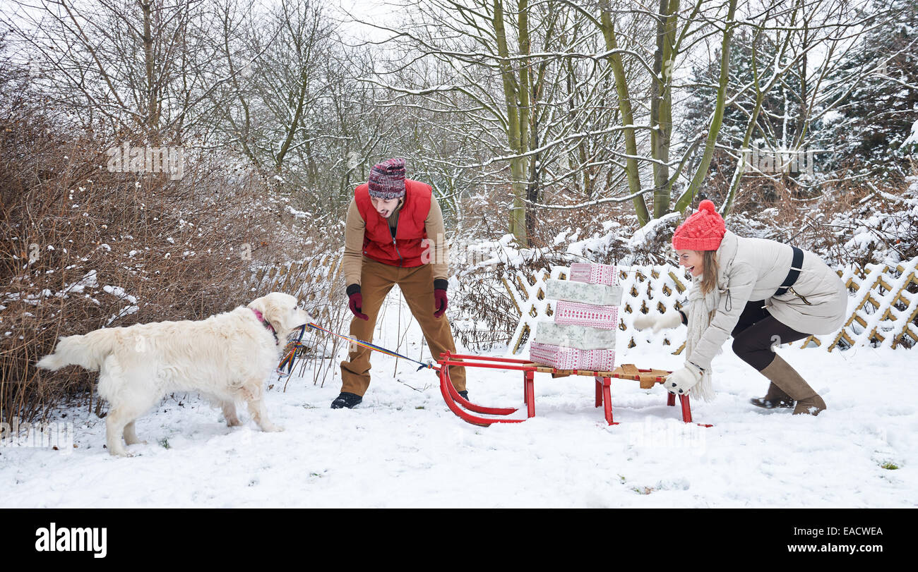 Dog pulling sled with christmas gifts through snow in winter Stock ...
