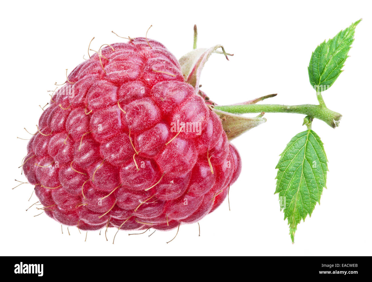 One rich raspberry fruit isolated on a white background. Clipping path ...