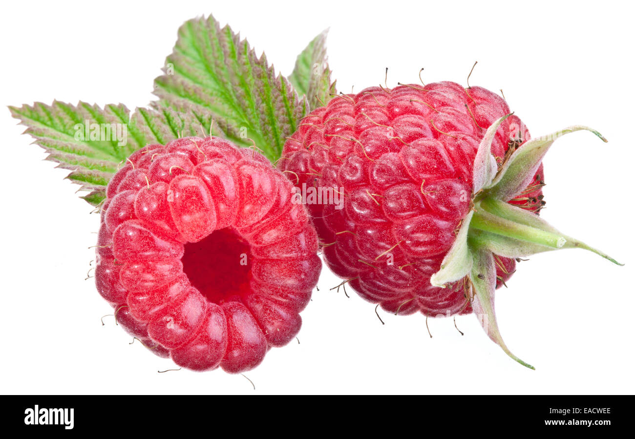 Two rich raspberries isolated on a white background Stock Photo - Alamy