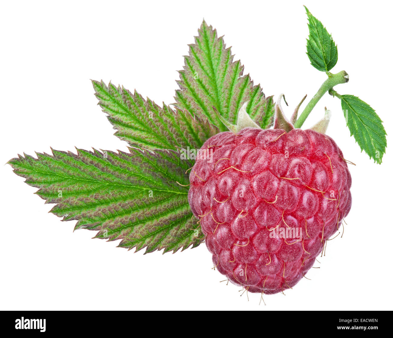 One rich raspberry fruit with leaves isolated on a white background ...