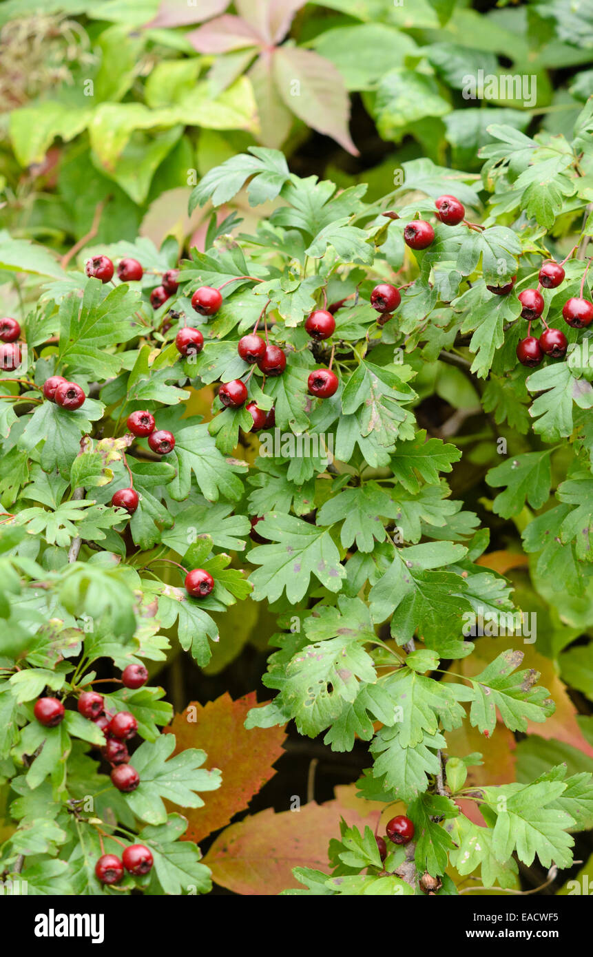 Crataegus hi-res stock photography and images - Alamy