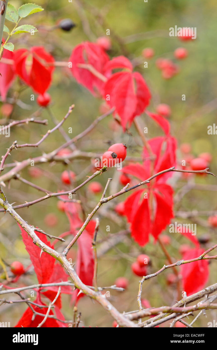 Rose hips are the fruit of the rose plant hi-res stock photography and ...