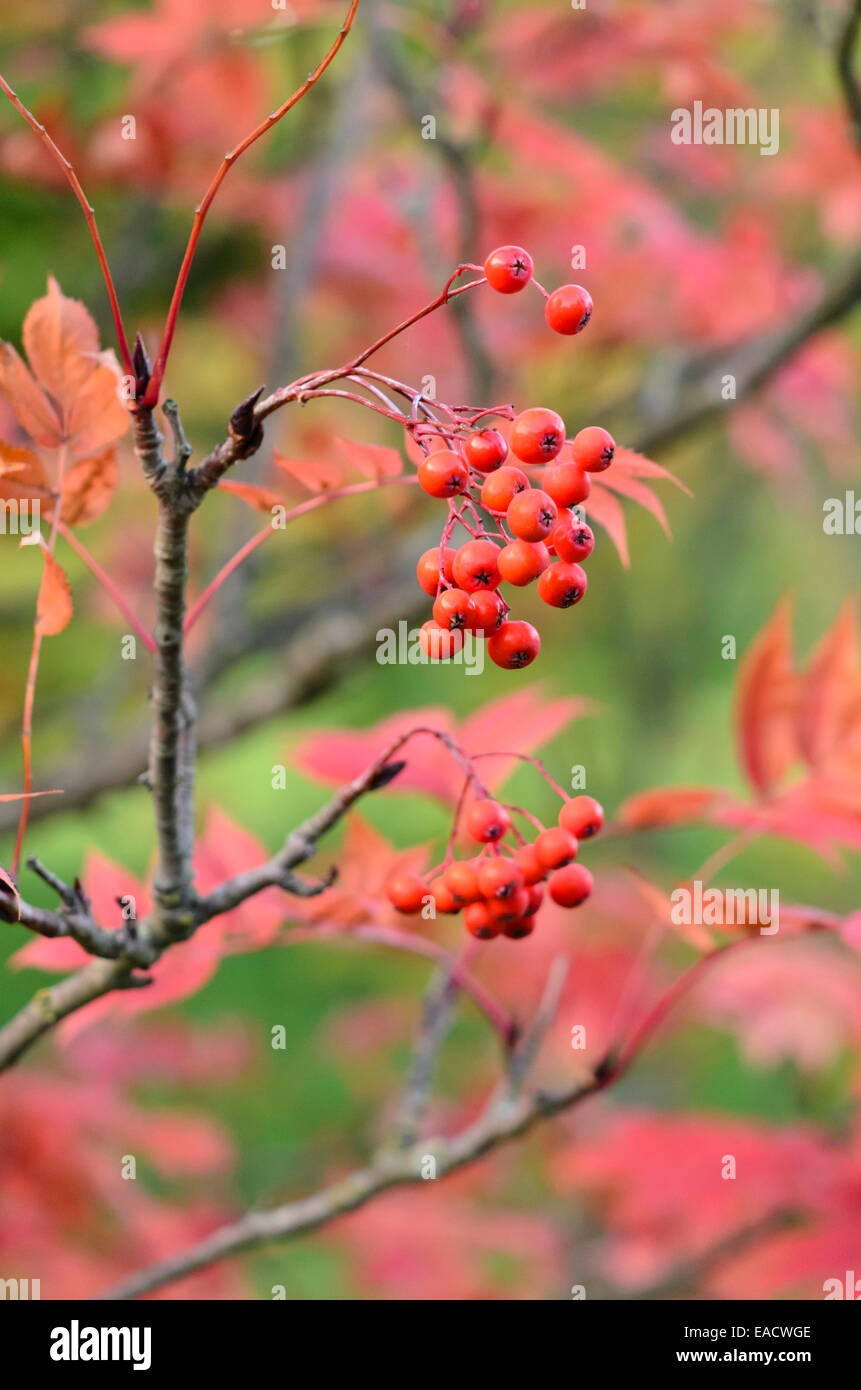 Sorbus commixta hi-res stock photography and images - Alamy