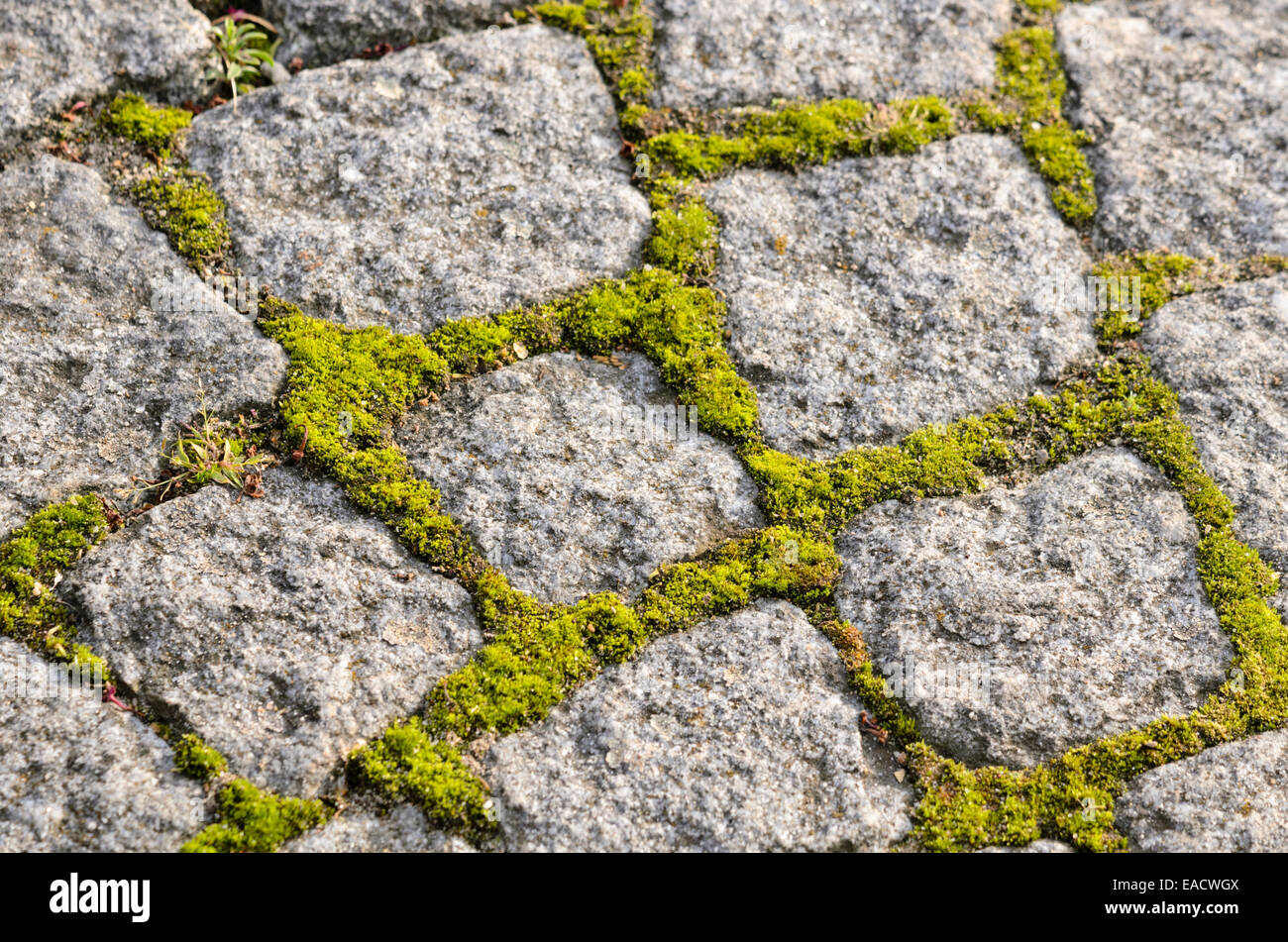 Garden path with moss Stock Photo - Alamy
