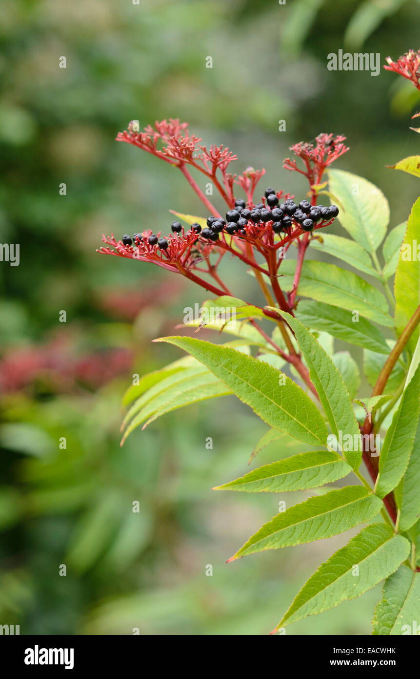 Dwarf elder hi-res stock photography and images - Alamy