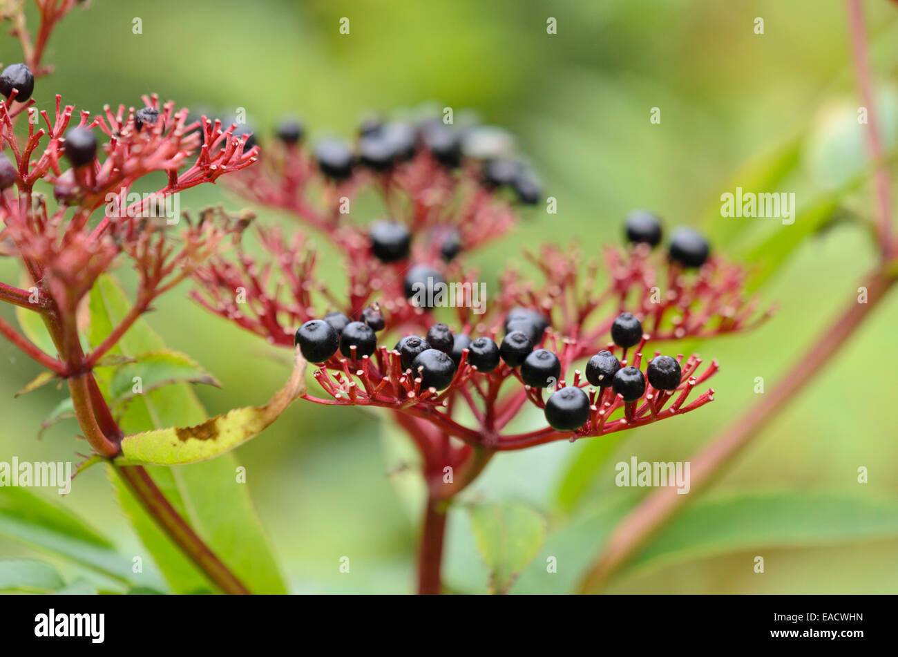 Dwarf elder (Sambucus ebulus Stock Photo - Alamy