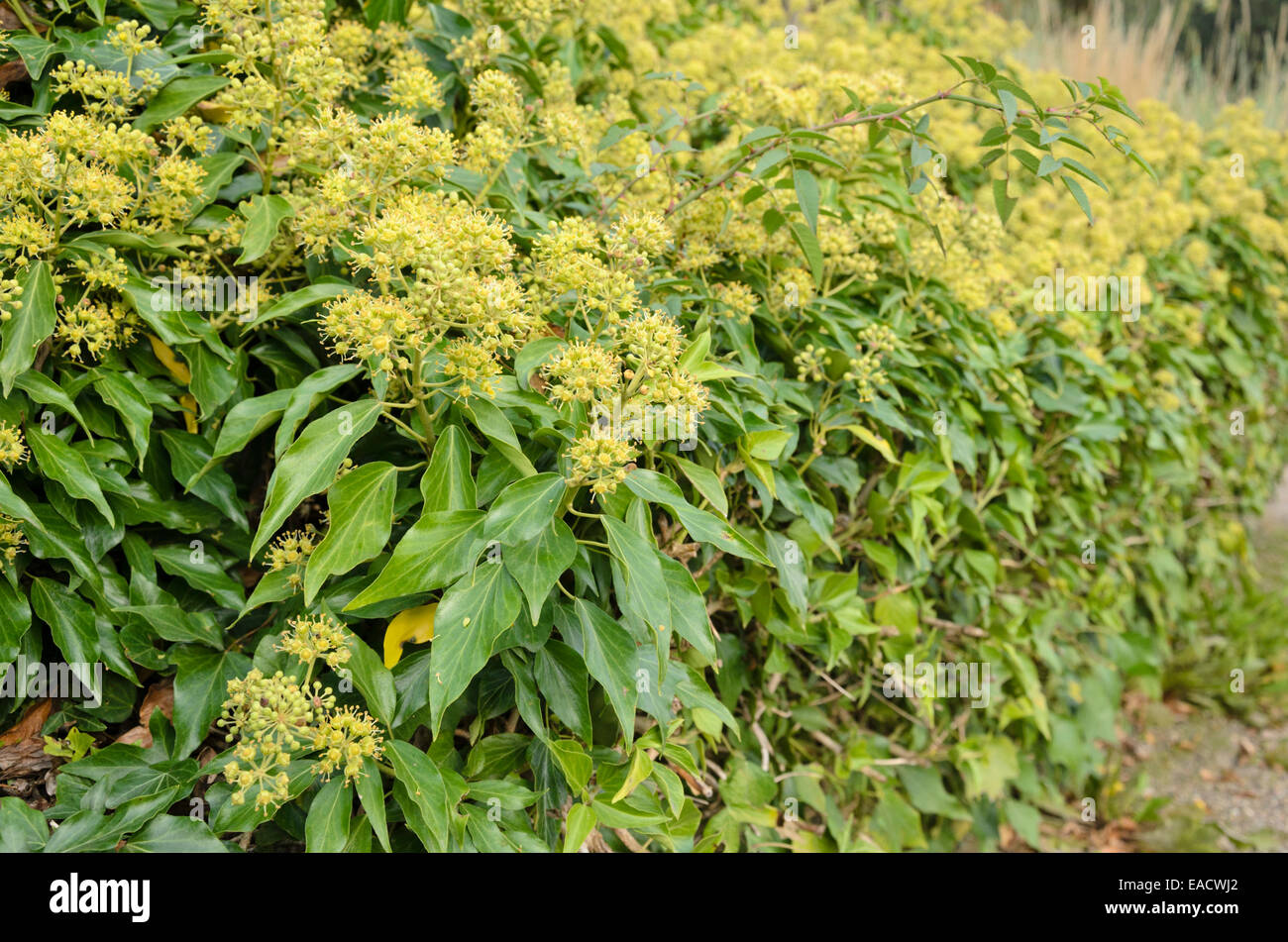 Common ivy (Hedera helix Stock Photo - Alamy