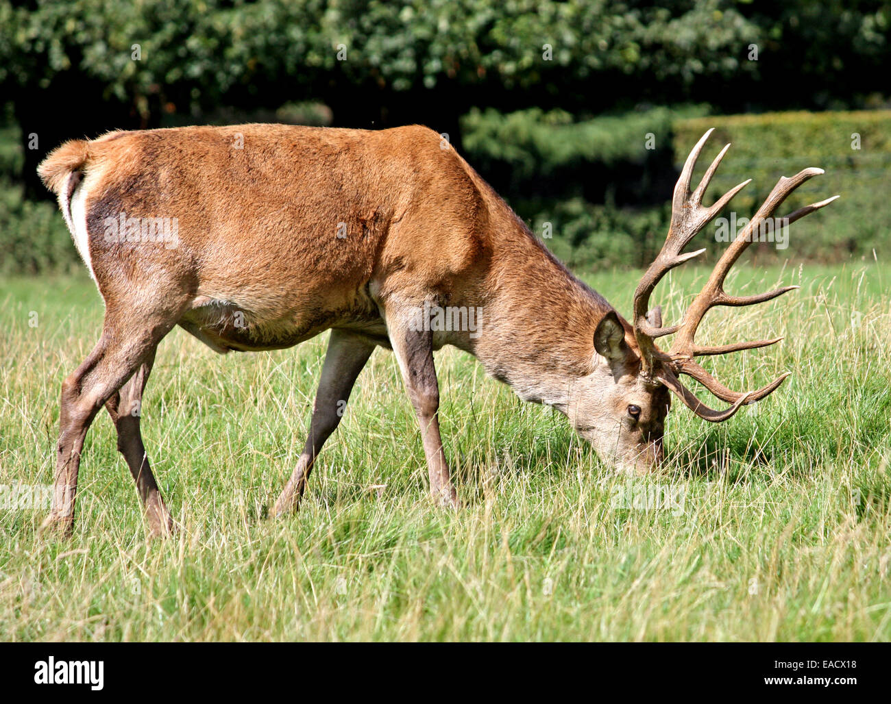 A Large Red Deer with Antlers Feeding in a Meadow Stock Photo - Alamy
