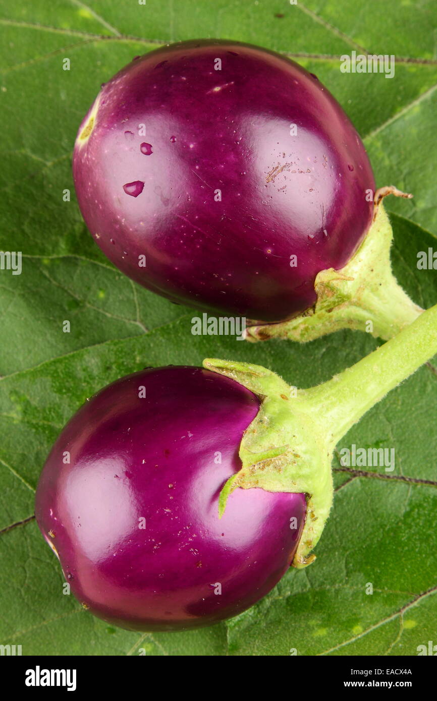 Fresh organic brinjals Stock Photo - Alamy