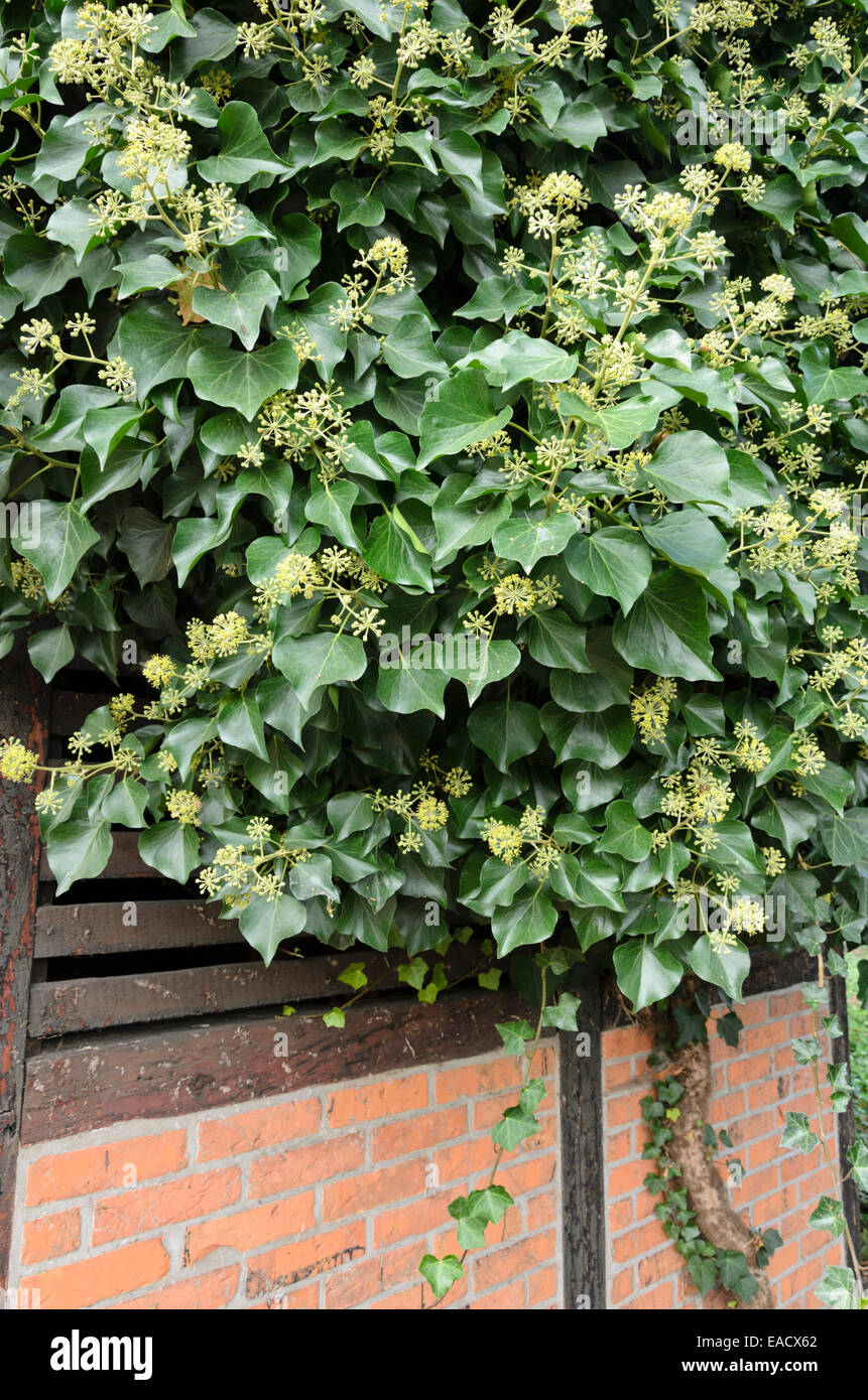 Half helix hi-res stock photography and images - Alamy