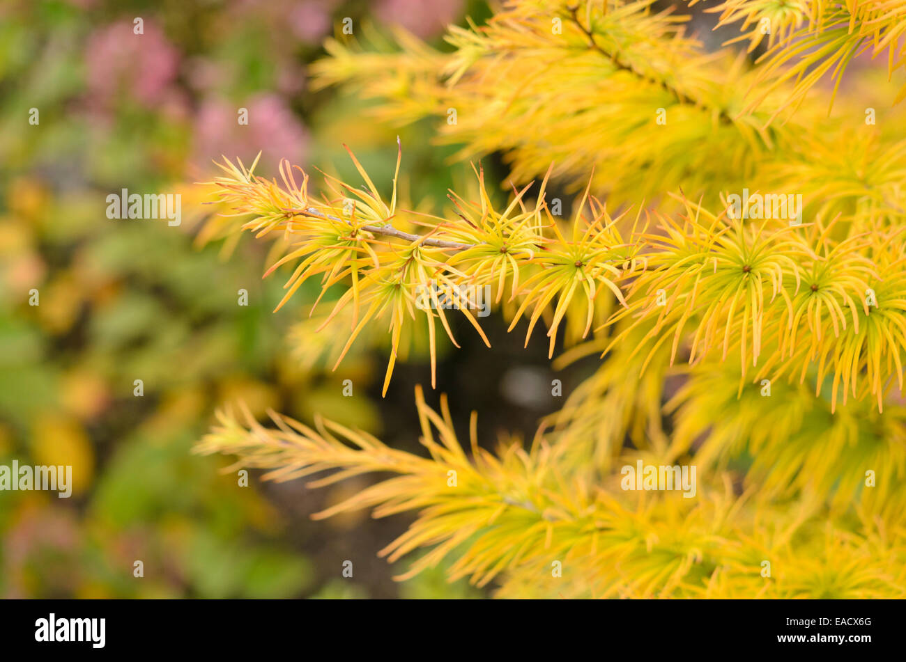 Golden larch (Pseudolarix amabilis Stock Photo - Alamy