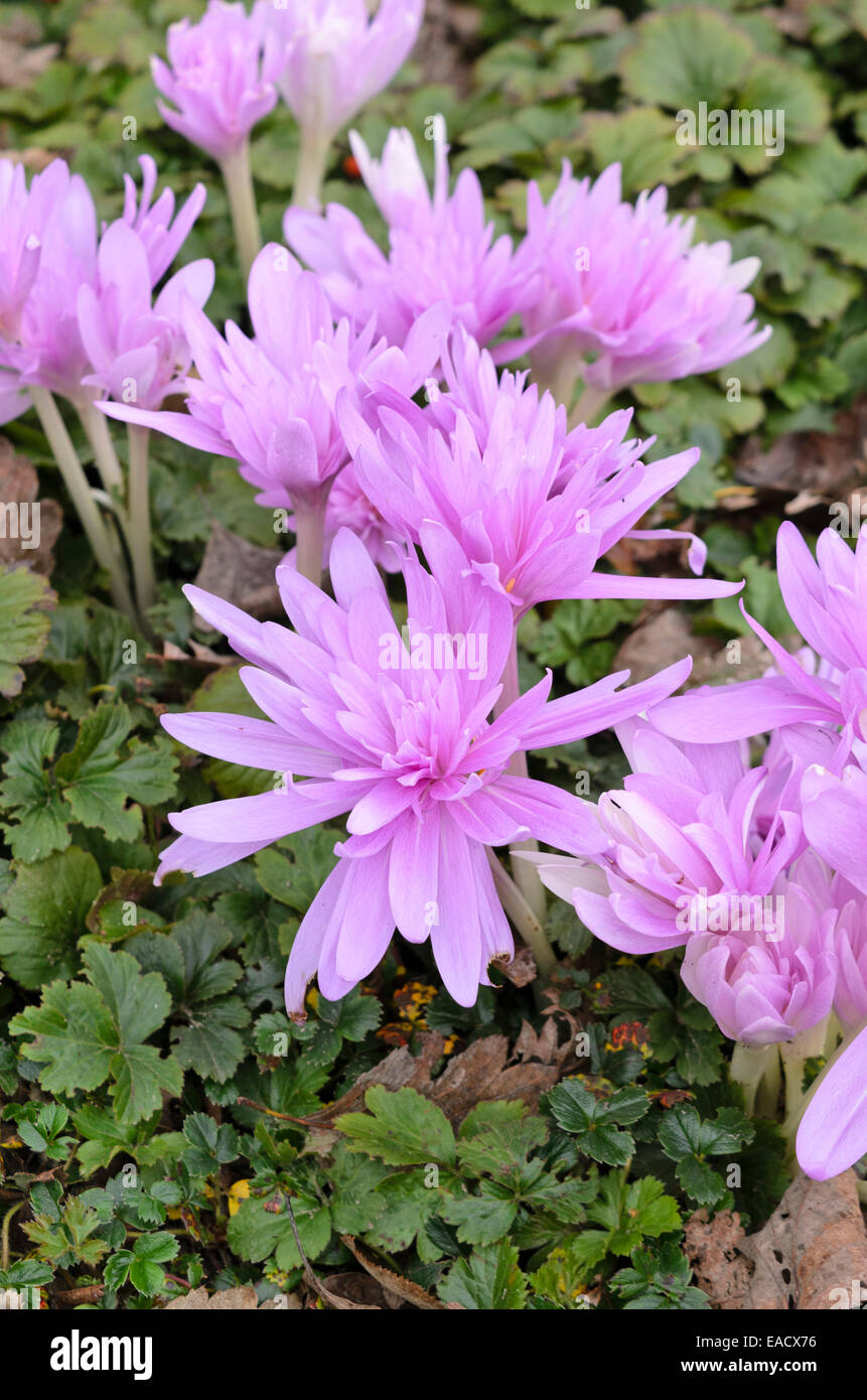 Autumn crocus colchicum waterlily hi-res stock photography and images ...