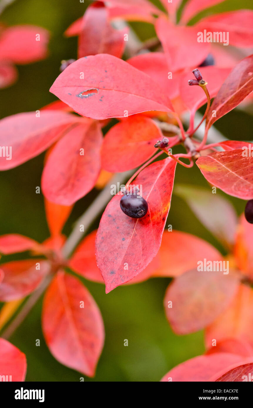 Black tupelo (Nyssa sylvatica Stock Photo - Alamy