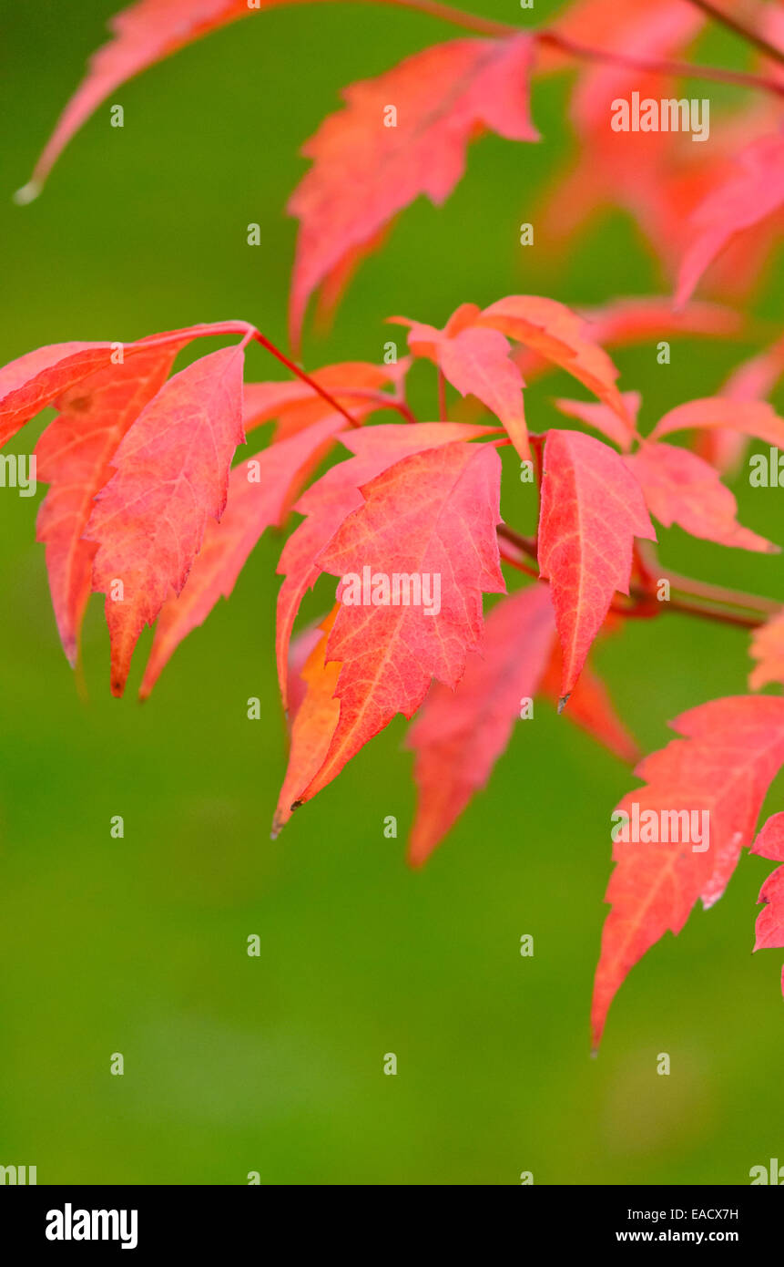 Vine maple leaf hi-res stock photography and images - Alamy