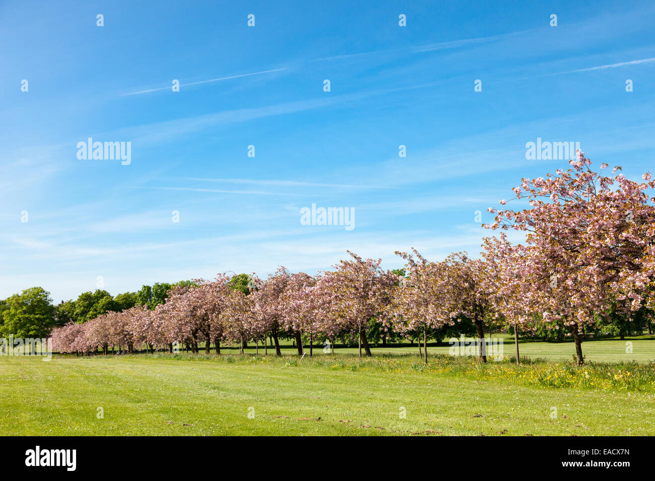 Harrogate Stray Blossom High Resolution Stock Photography and Images ...