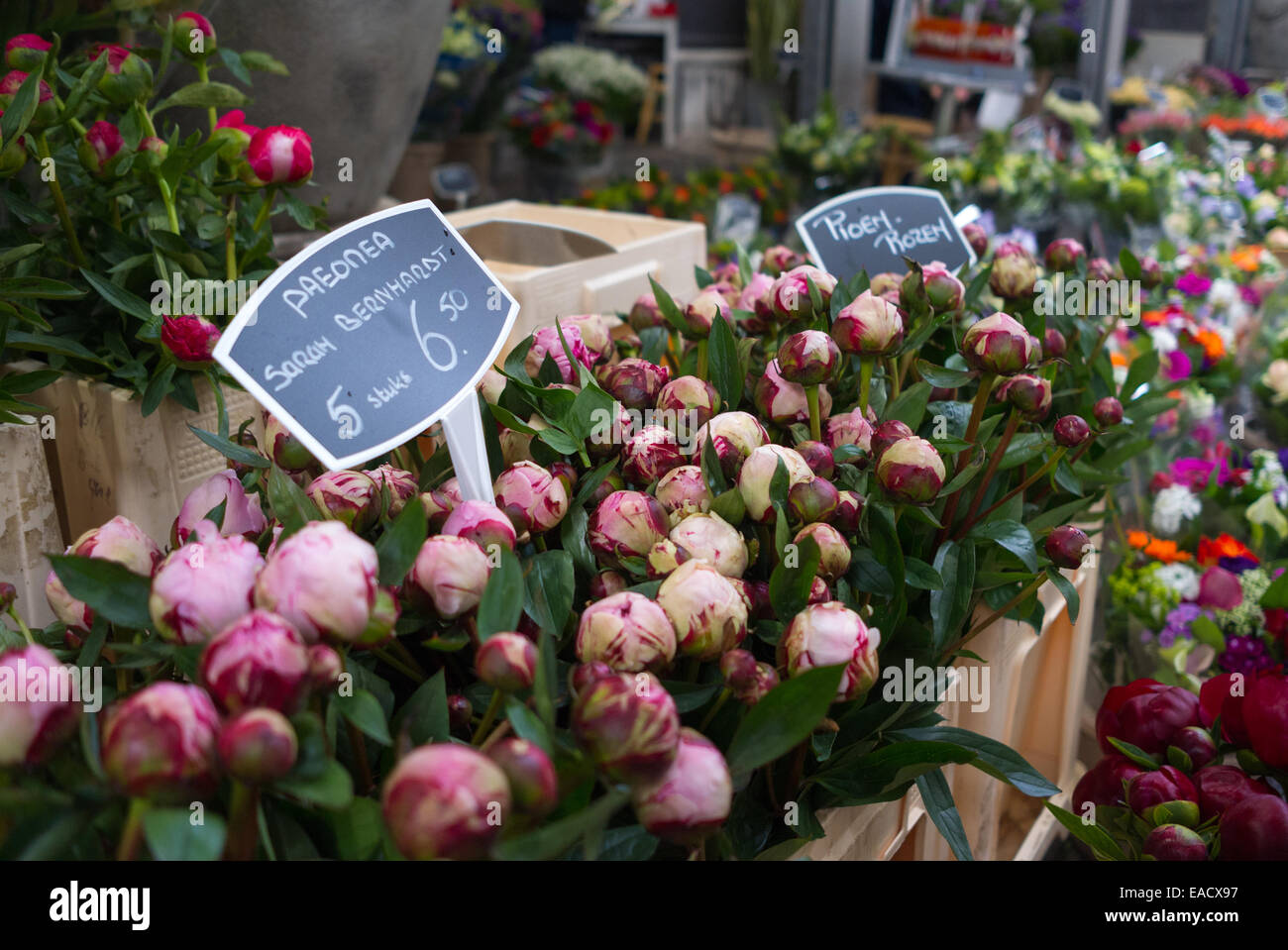 Flowermarket flowwe market Ansterdam Stock Photo - Alamy