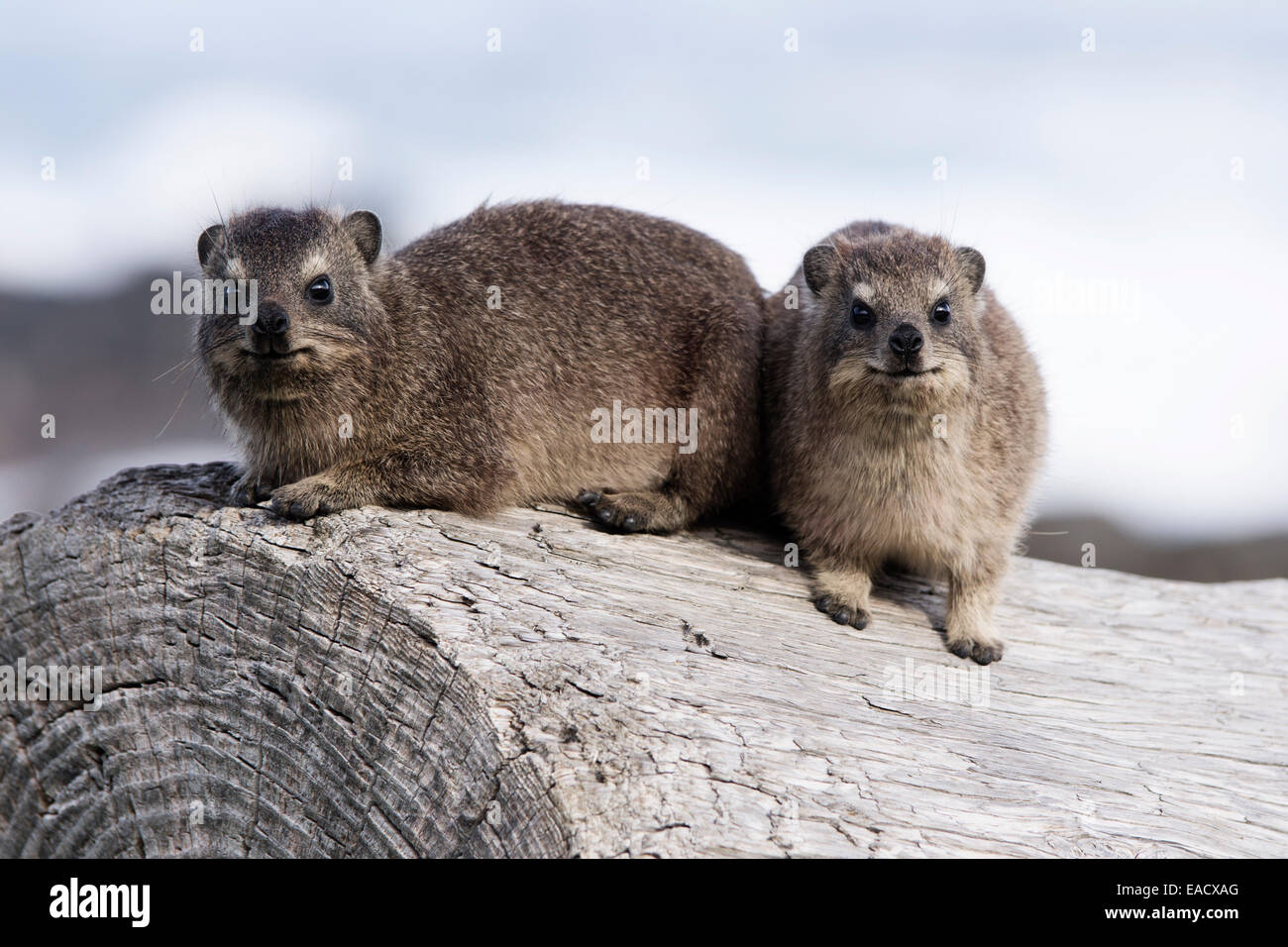 African hyraxes hi-res stock photography and images - Alamy