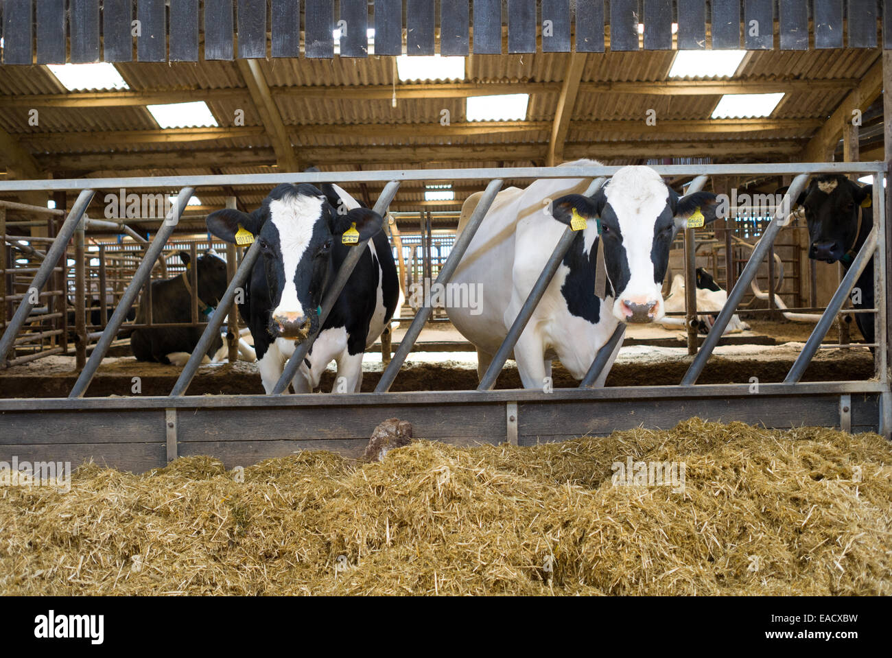 Cows on diary farm Stock Photo - Alamy