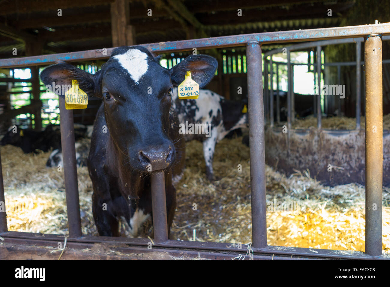 Cows on diary farm Stock Photo - Alamy