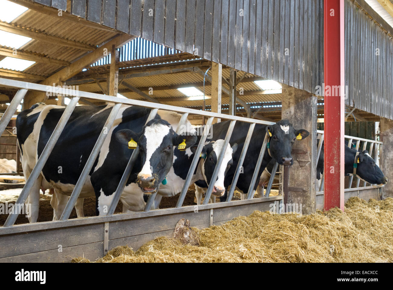 Cows on diary farm Stock Photo - Alamy