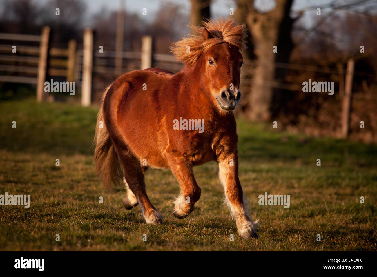 Male shetland pony hi-res stock photography and images - Alamy