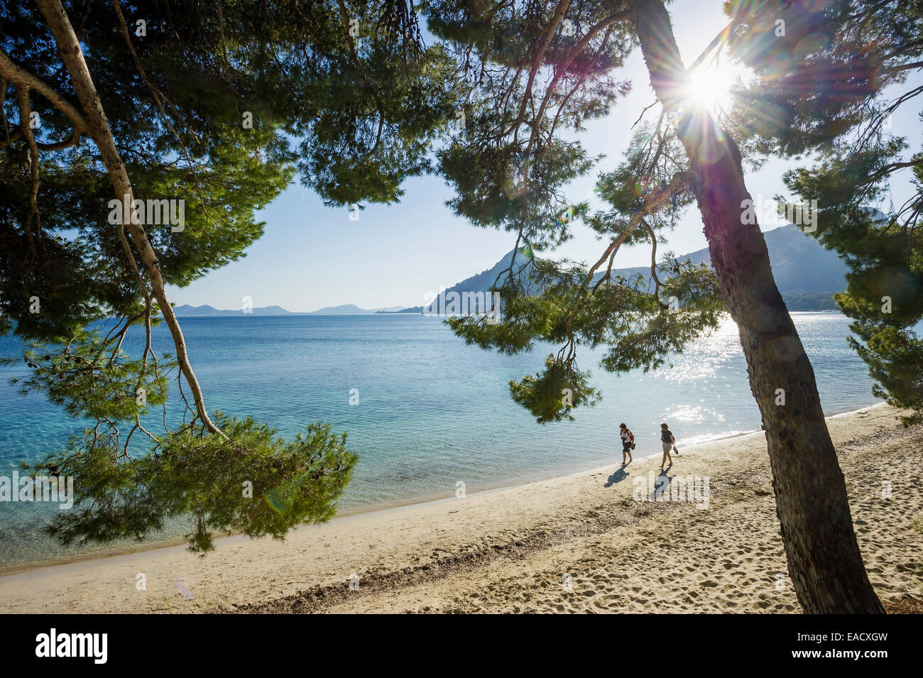 Pine trees and beach, Platja Formentor, Cap de Formentor, Pollença ...