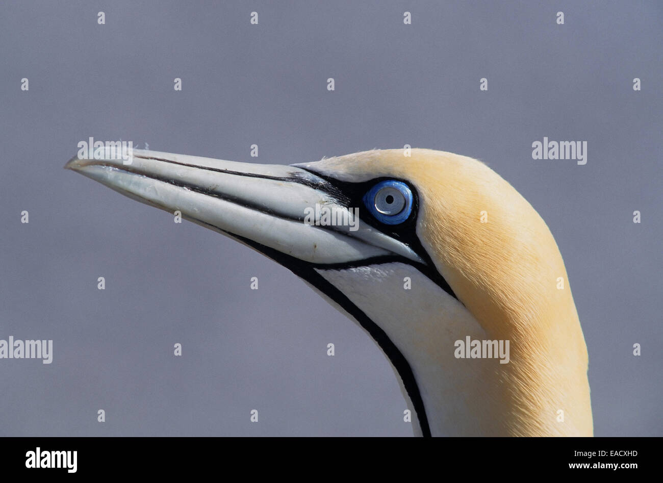 Cape Gannet (Morus capensis), Bird Island, Lambert's Bay, Western Cape ...