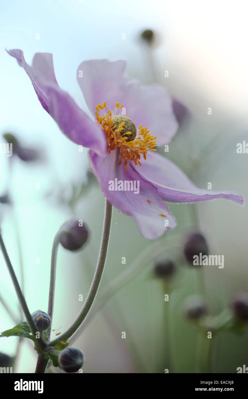 Japanese Anemone (Anemone sp Stock Photo - Alamy