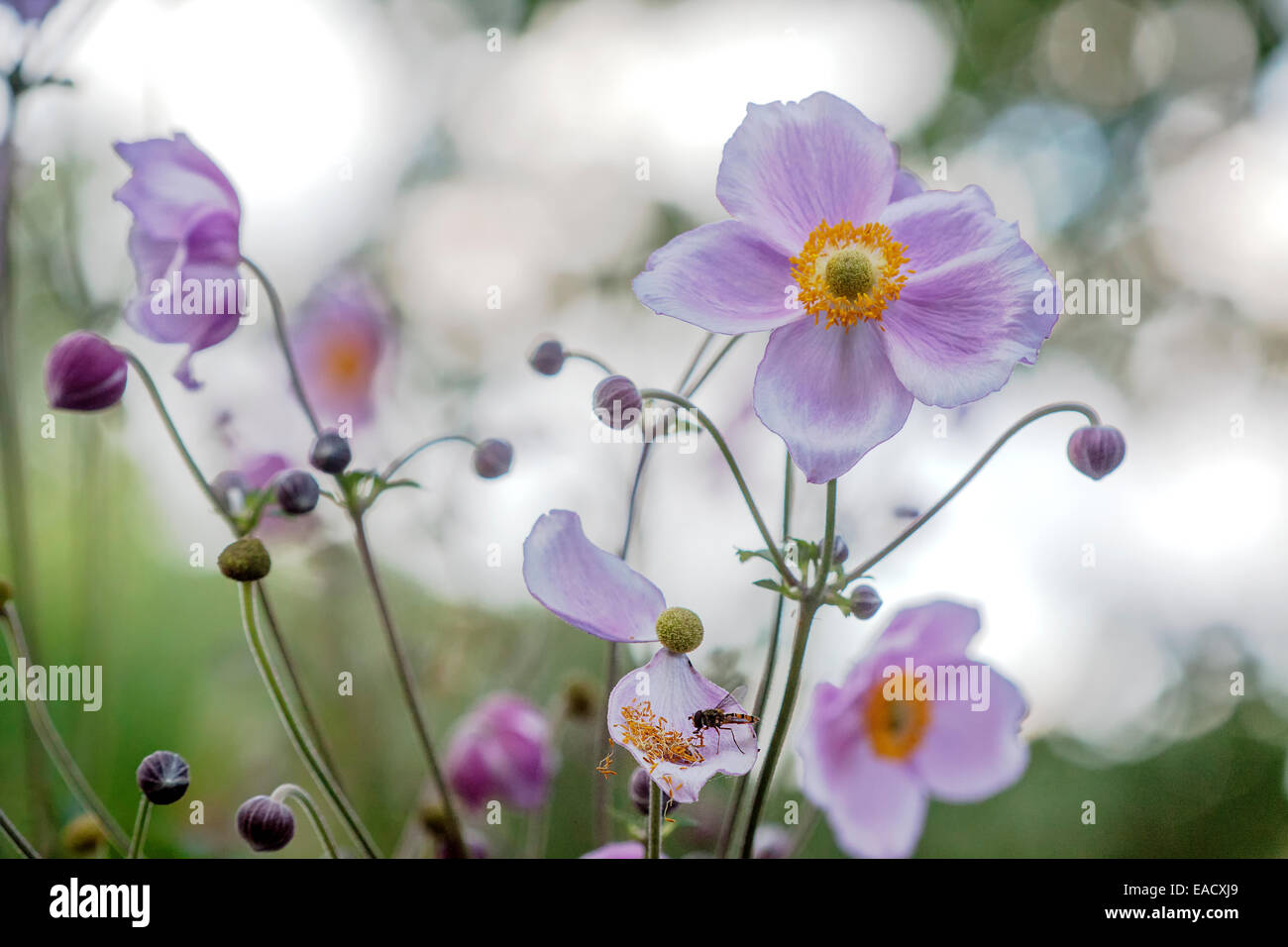 Japanese Anemone (Anemone sp Stock Photo - Alamy