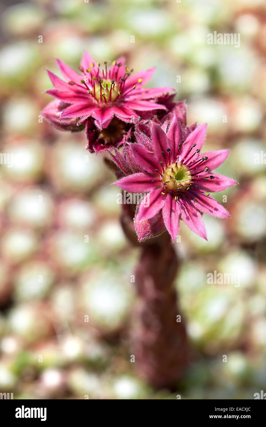 Common Houseleek (Sempervivum tectorum Stock Photo - Alamy
