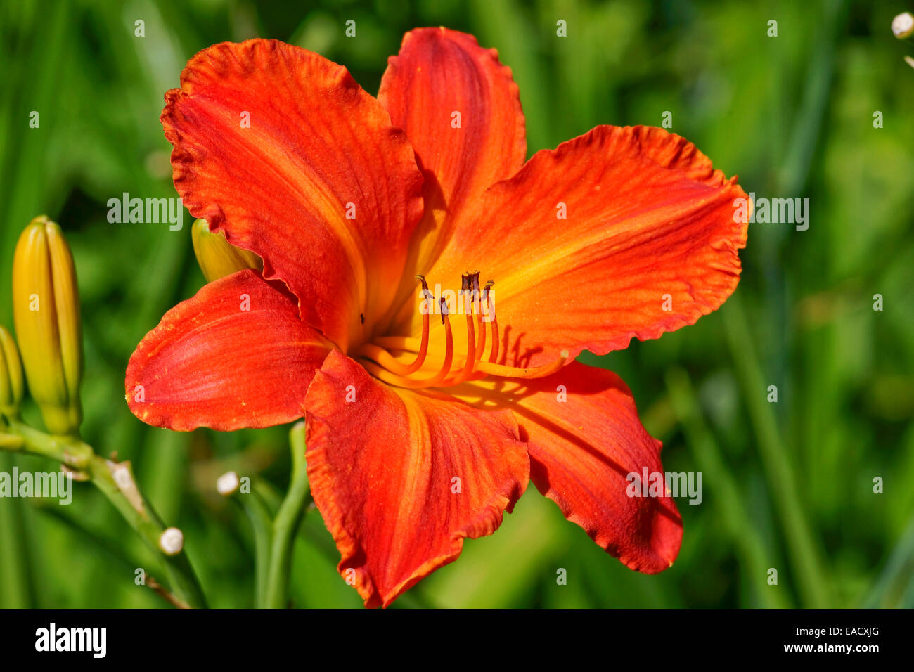 Lilium sp hi-res stock photography and images - Alamy