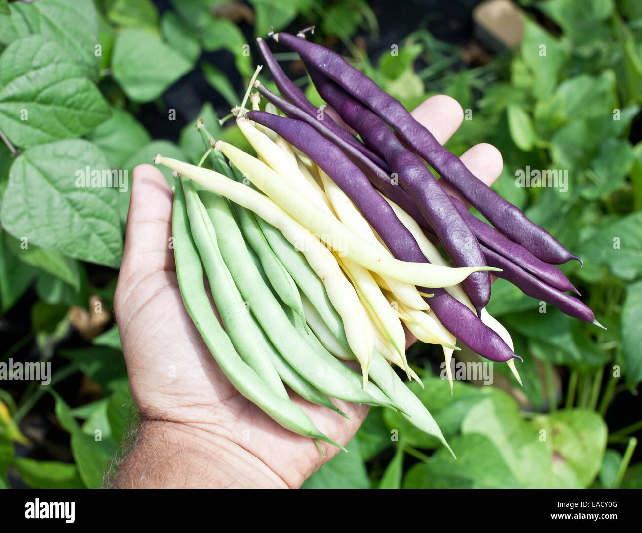Hand green hi-res stock photography and images - Alamy