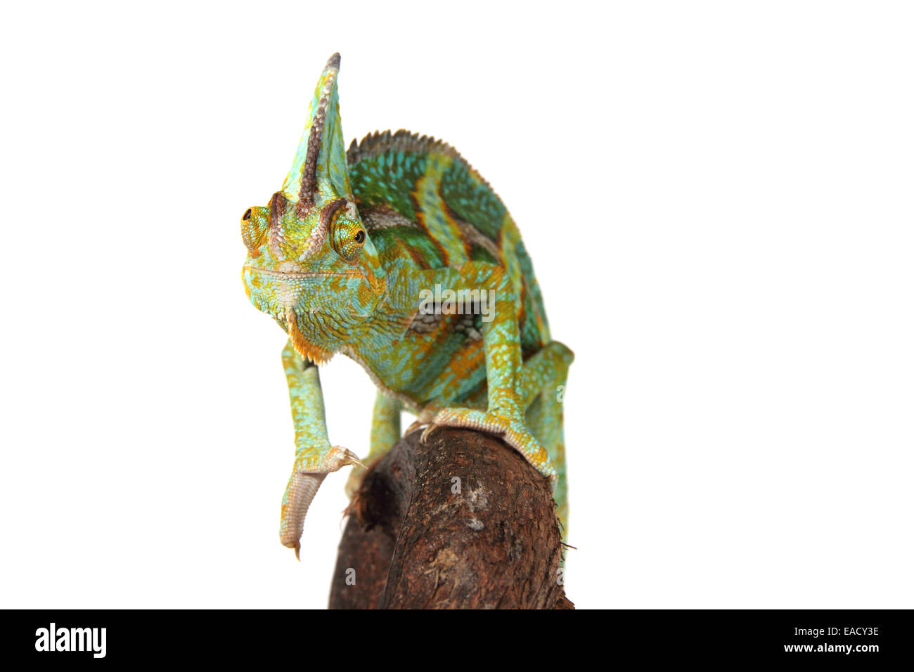 Veiled Chameleon of Yemen Chameleon (Chamaeleo calyptratus Stock Photo ...