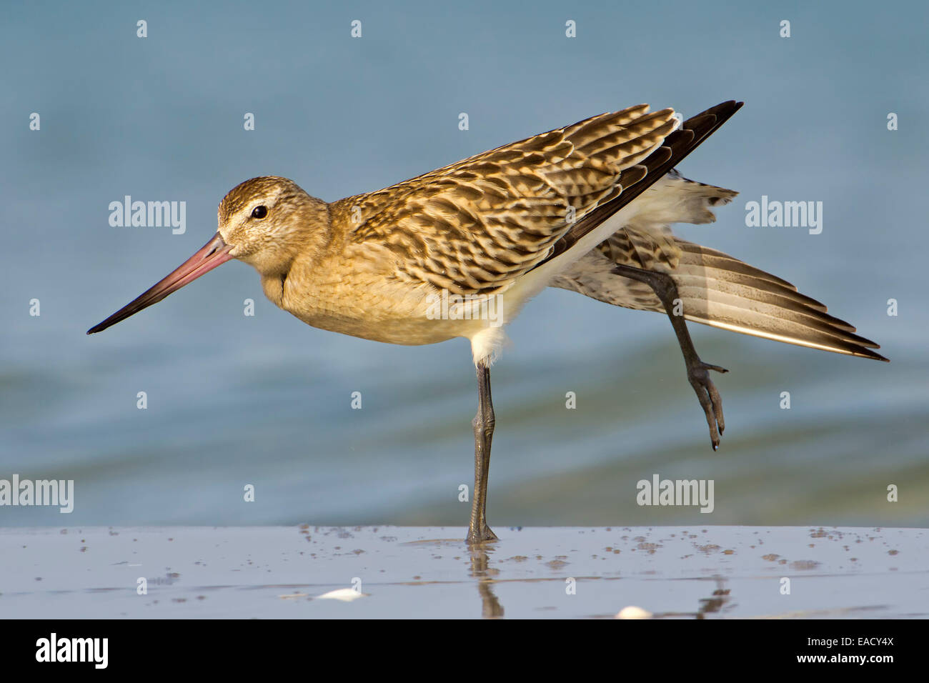 Basic plumage hi-res stock photography and images - Alamy