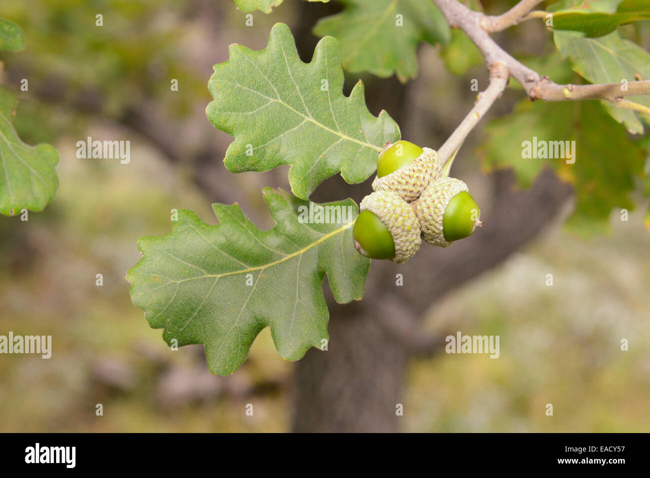 Dwarf Oak (Quercus sp.), Cres island, Primorje-Gorski Kotar County ...