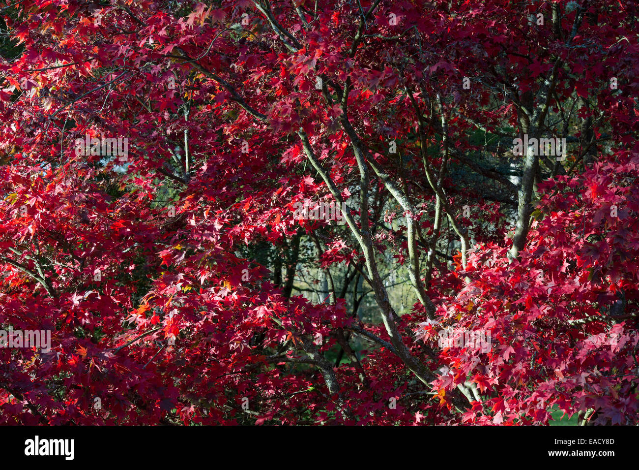 Acer Palmatum Osakazuki. Japanese maple tree in the autumn sunlight ...