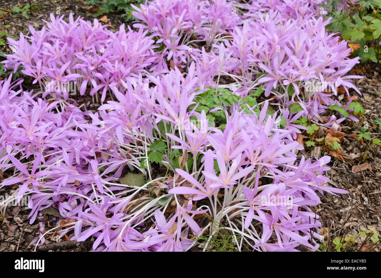 Autumn crocus (Colchicum autumnale Stock Photo - Alamy