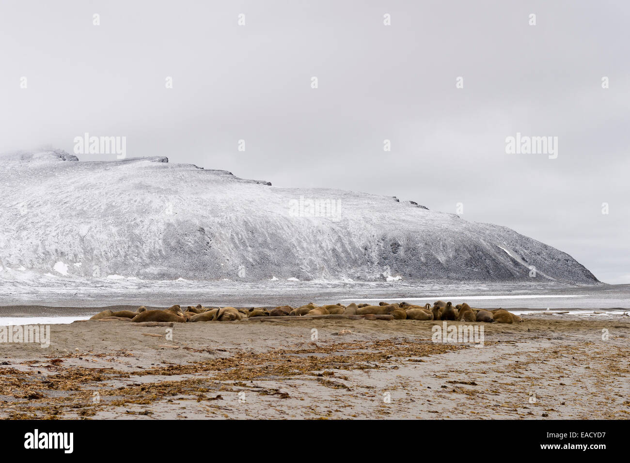 Large pod of Walruses (Odobenus rosmarus), Phippsøya, Sjuøyane ...